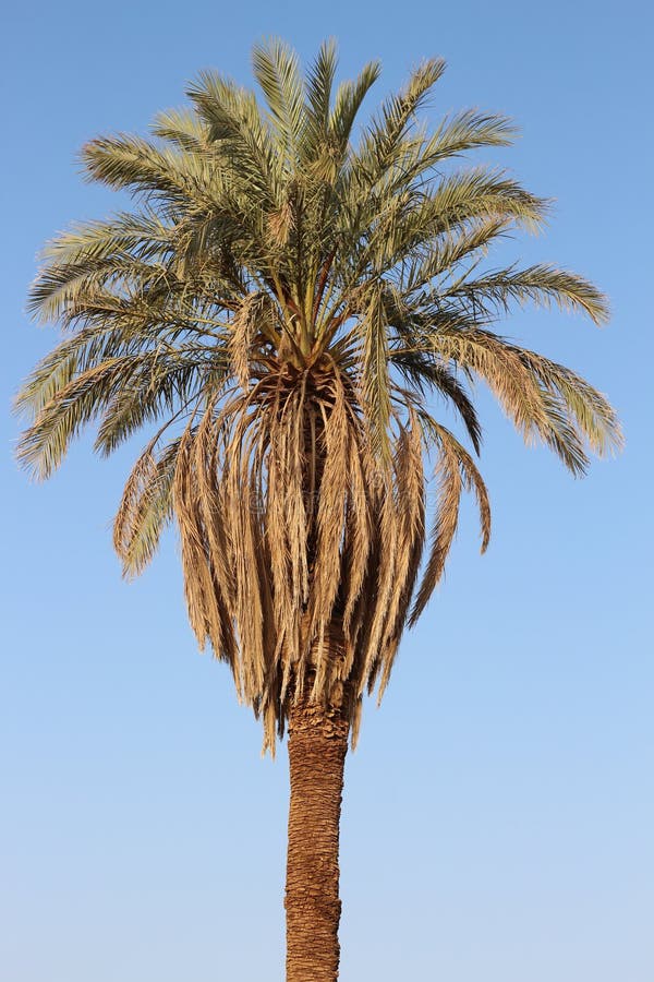 Palm Tree in the Desert of Algeria at Morning Stock Image - Image of ...