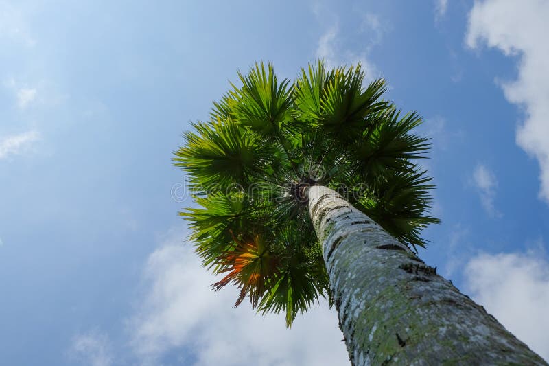 Palm Tree with Diagonal Composition Stock Image - Image of vegetation ...