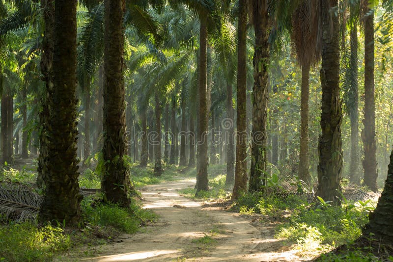 Palm Tree and Dirt Path with Ray Light in Morning Stock Photo - Image ...