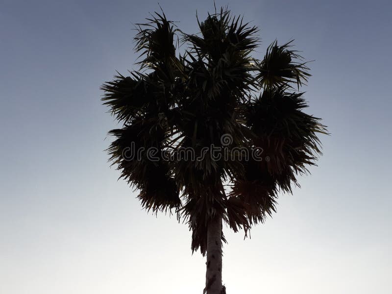 A Palm Tree Displays Like a Different Creature in Evening Time Sun Rays ...