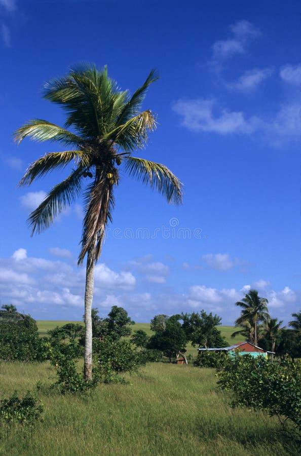 Palm Tree in Dominican Republic Countryside Stock Image - Image of blue ...