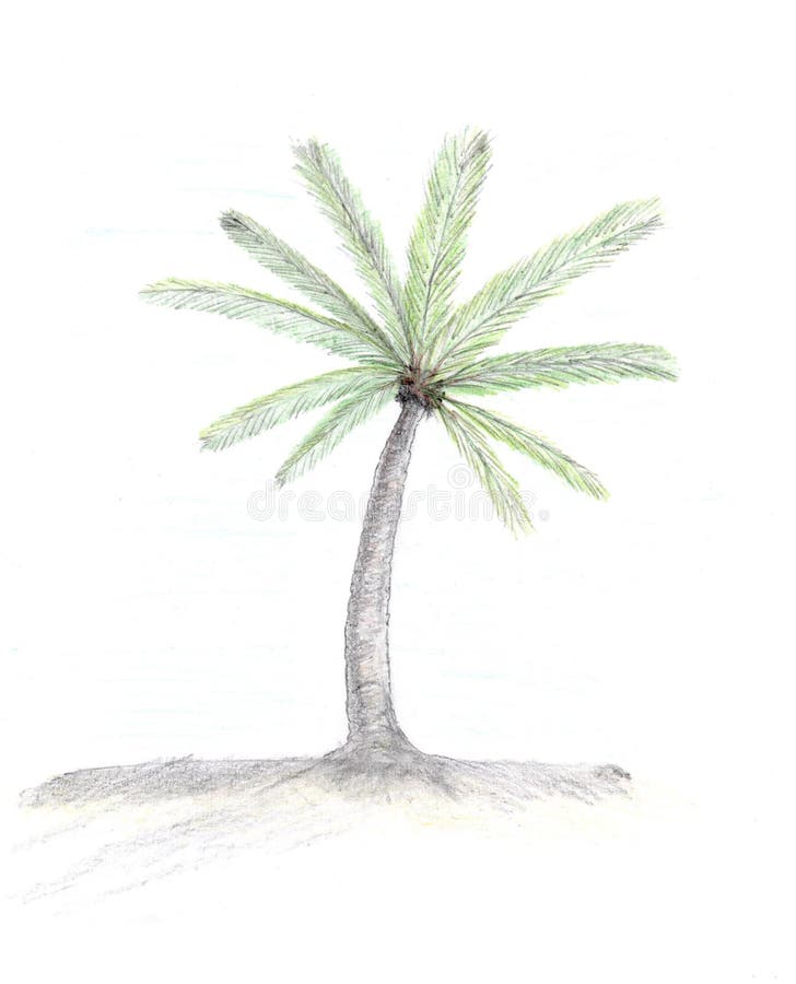Palm Tree stock illustration. Illustration of single - 55802662