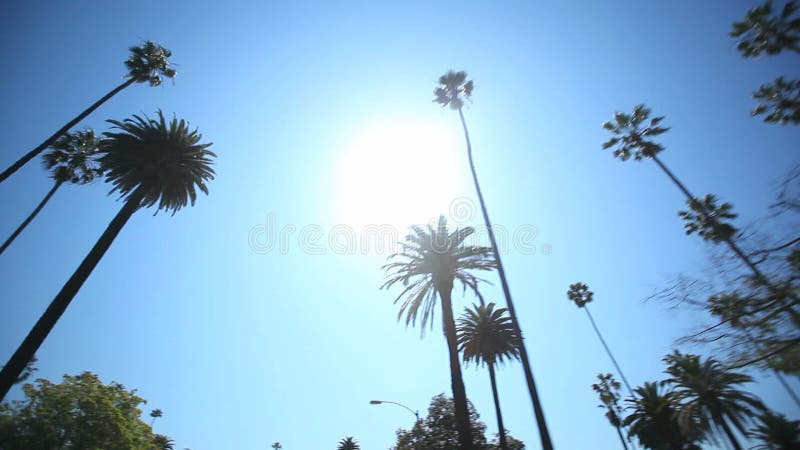 Palm Tree Drive stock video. Video of driving, beauty - 39779949