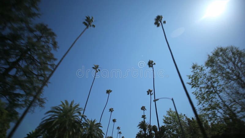 Palm Tree Drive stock video. Video of travel, sunny, hills - 39779955