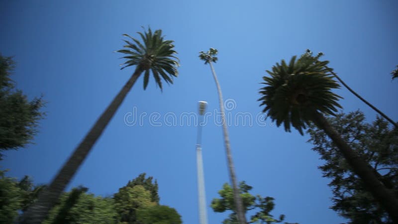 Palm Tree Drive stock video. Video of driving, beauty - 39779949