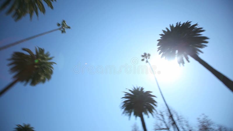 Palm Tree Drive stock video. Video of travel, sunny, hills - 39779955