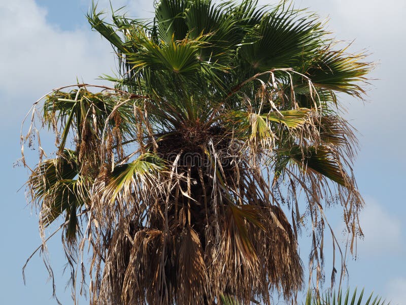Palm tree drying stock image. Image of dominican, palm - 174793107