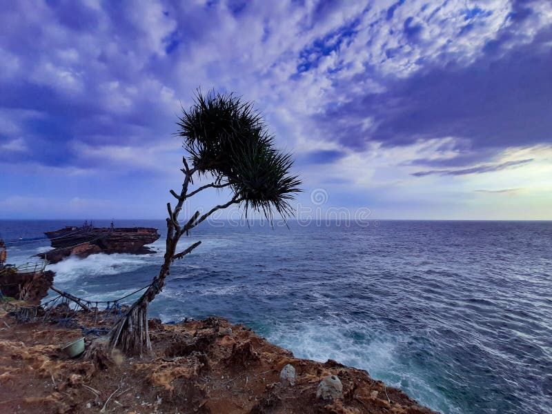 Tree on Edge of Cliff and Lake Ontario - Scarborough Bluffs - Toronto ...
