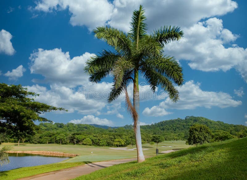 Palm Tree at Golf Course stock photo. Image of lake - 170475608