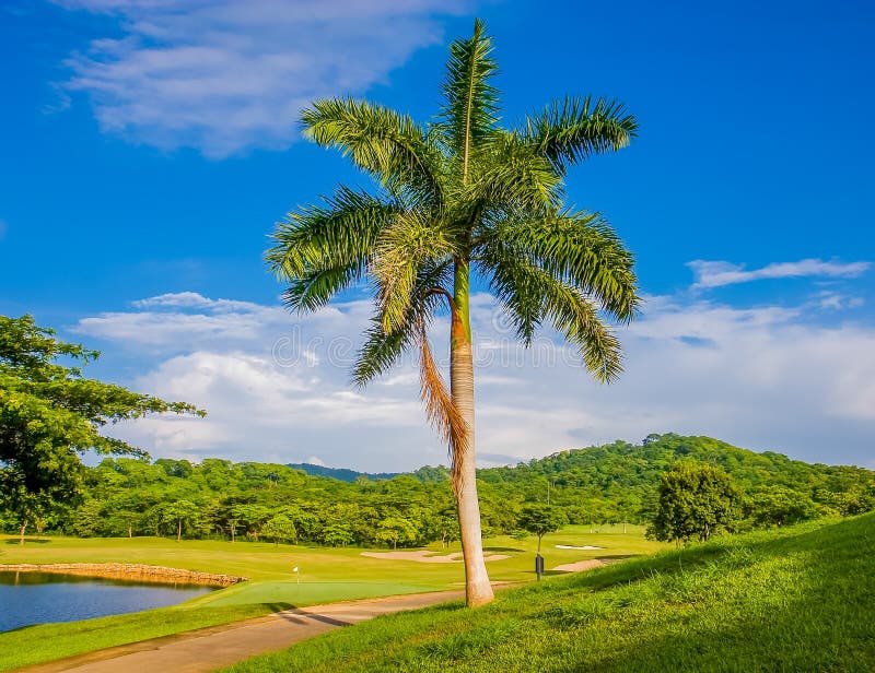 Palm Tree on Golf Course stock image. Image of golf - 122639197