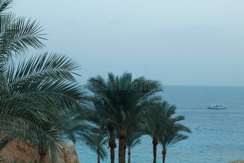 Palm tree in Egypt, Sinai stock image. Image of arabia - 143992797