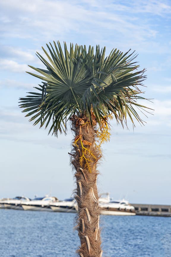 Palm Tree on the Embankment. Stock Image - Image of nature, coast ...