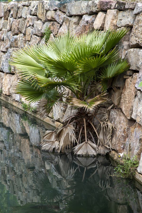 Palm Tree Emerging from a Groove in the Wall at the Water S Edge Stock ...