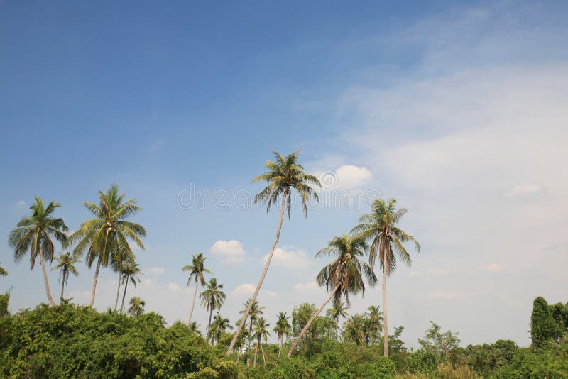 Palm Tree Environment Against Blue Sky Stock Photo - Image of asia ...