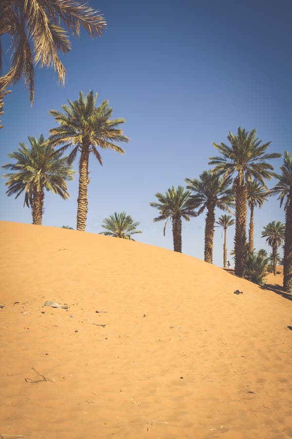 Palm tree on Sahara desert stock photo. Image of heat - 9363134