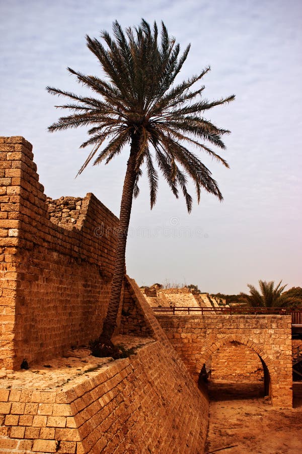 Palm Tree on Exotic Ancient Remains Stock Photo - Image of eastern ...