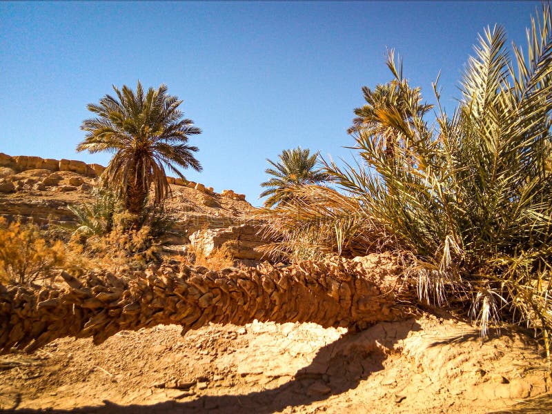 Palm Tree Fallen in Front of a Palm Tree Standing in the Algerian ...