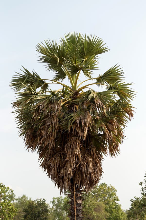 Palm tree farmers planted stock photo. Image of forest - 57028476