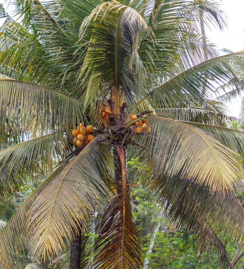 A Palm Tree with a Few Coconuts on it Stock Photo - Image of coconuts ...