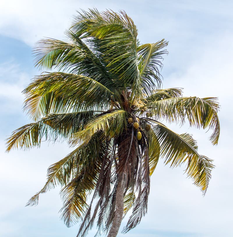 A Palm Tree with a Few Leaves Still on it Stock Photo - Image of ...