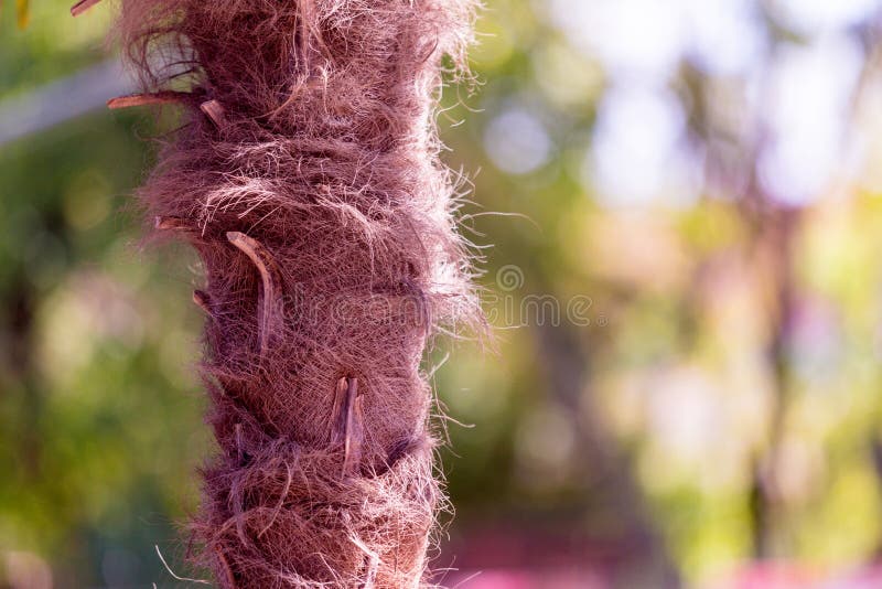 Palm tree fibers stock image. Image of fiber, hair, fibrous - 59871737