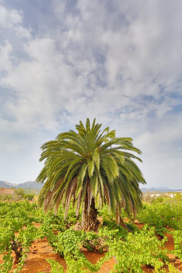 Palm Tree in Field stock image. Image of plant, island - 25513935