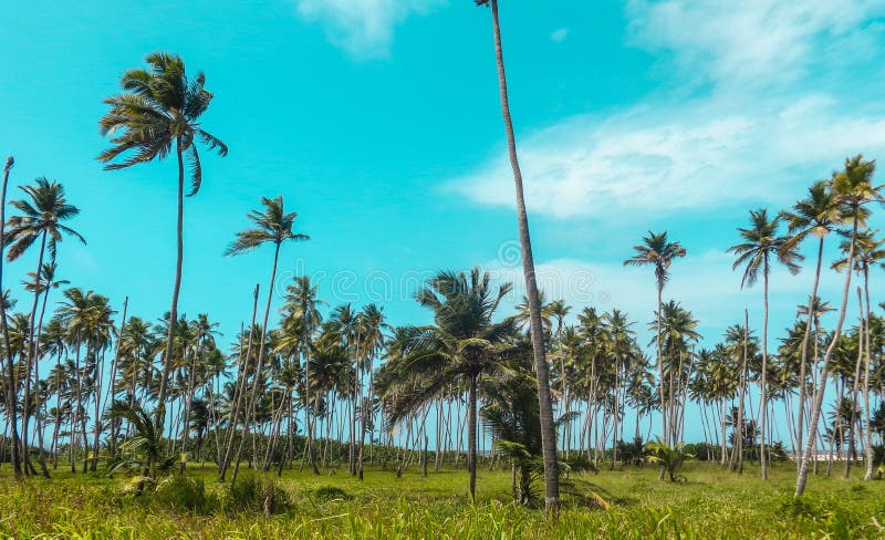 Palm Tree Field stock image. Image of field, palmtree - 98508553