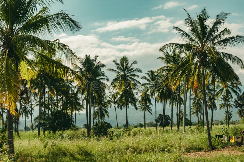 Palm tree field stock image. Image of tanzania, morogoro - 189406429