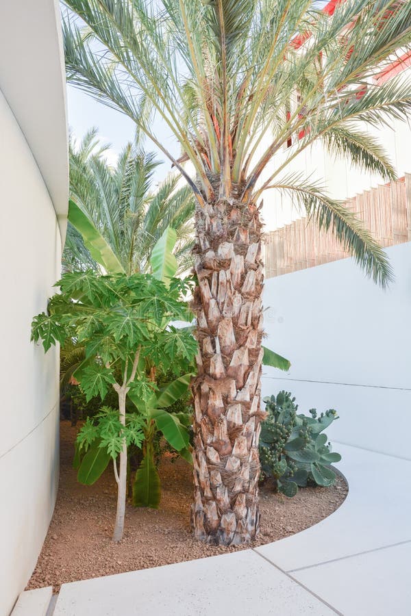 Palm Tree and Figs, with Modern Withe Background. Stock Photo - Image ...