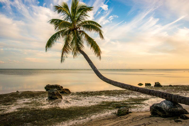 Idyllic palm stock image. Image of tree, fire, exotic - 133064115