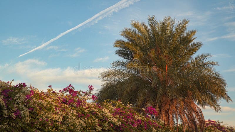 Palm Tree and Flowering Bush on Sky Background with Clouds Stock Image ...