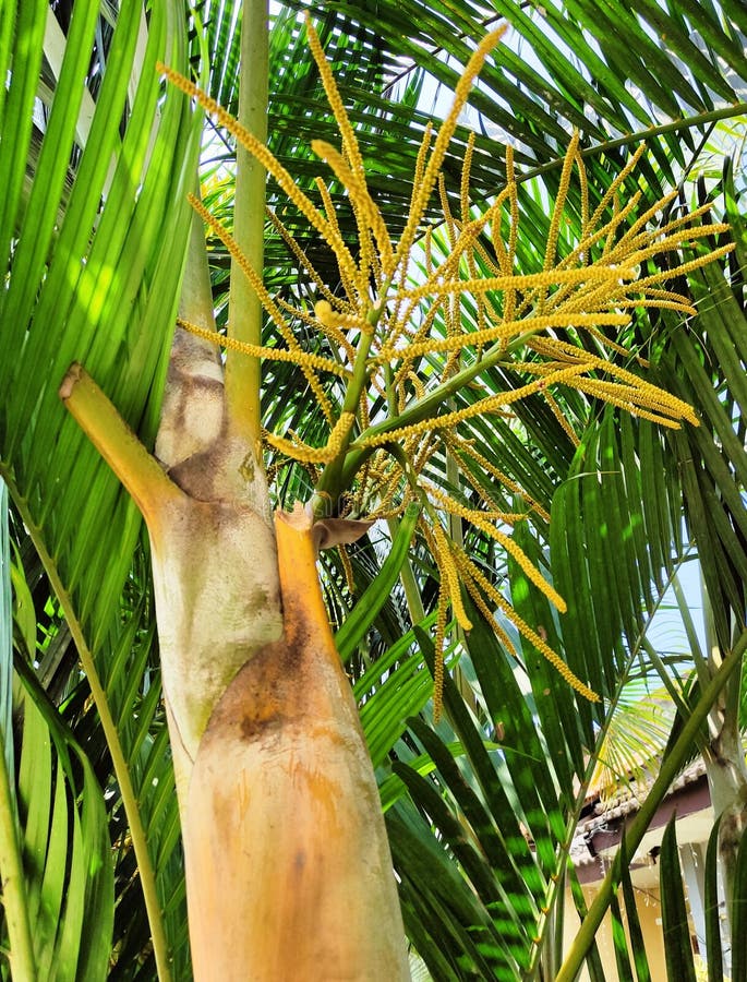 Palm Tree with Flowers in Bloom. Stock Image - Image of palm, bloom ...