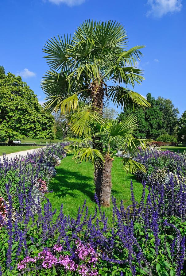 Palm Tree and Flowers in the Park Stock Image - Image of garden ...