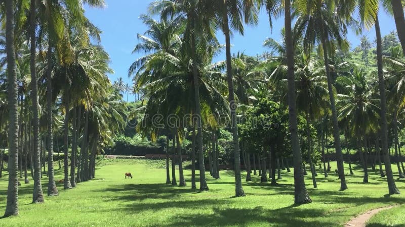 Palm Tree Forest in Bali, Indonesia Stock Footage - Video of indonesia ...