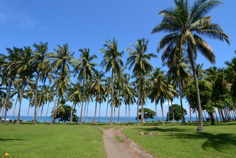 Palm Tree Forest in Bali, Indonesia Stock Image - Image of swimming ...