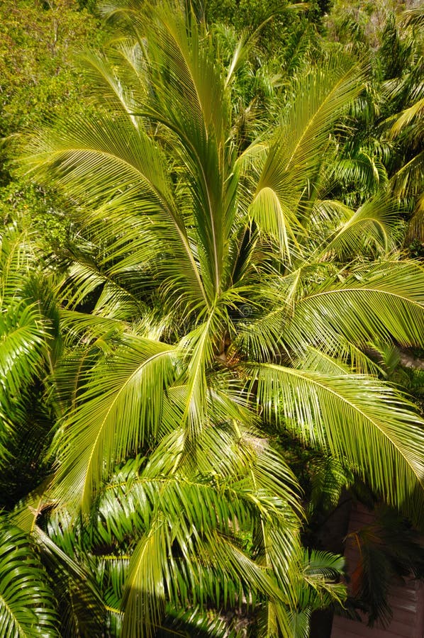 Palm tree forest stock image. Image of dominican, republic - 333336239