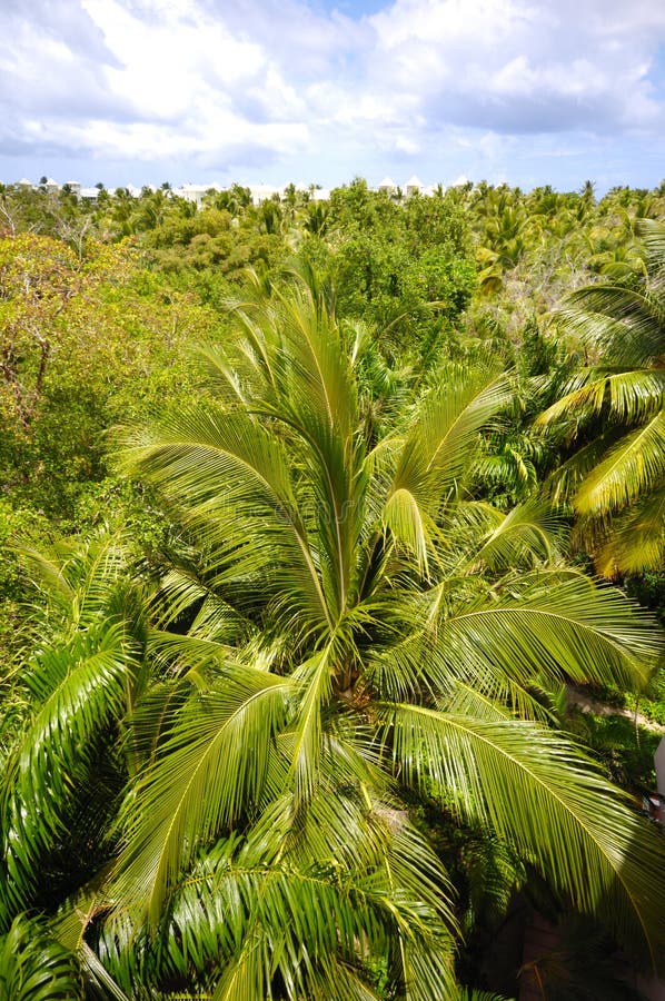 Palm tree forest stock photo. Image of republic, rainforest - 339478772