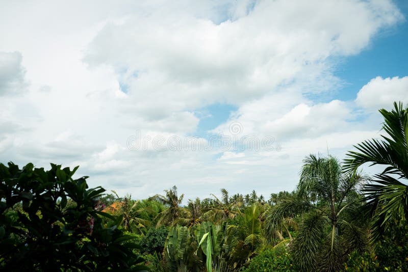Palm Tree Forest on the Island of Bali Indonesia Stock Image - Image of ...