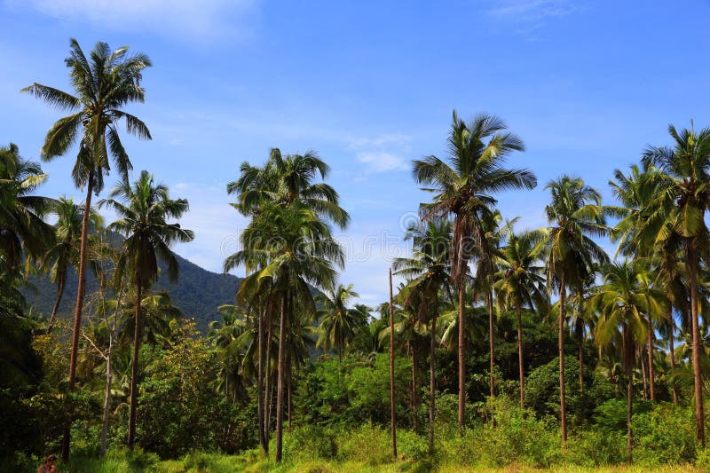 Palm Tree Forest in Palawan Stock Photo - Image of idyllic, beautiful ...