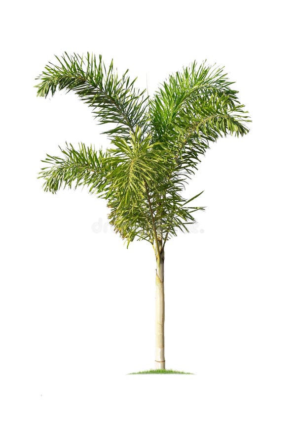 Palm Tree Foxtail Palm Isolated on White Background Stock Image - Image ... Palm Tree Foxtail Palm Isolated on White Background Stock Image - Image ...