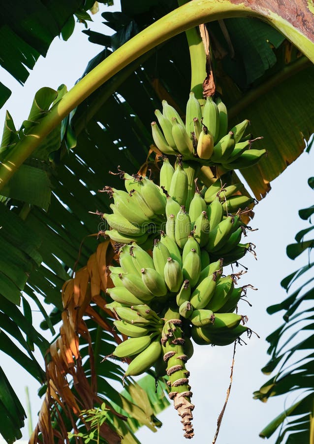 Palm Tree with Fresh Green Banana Stock Image - Image of farm, grow ...