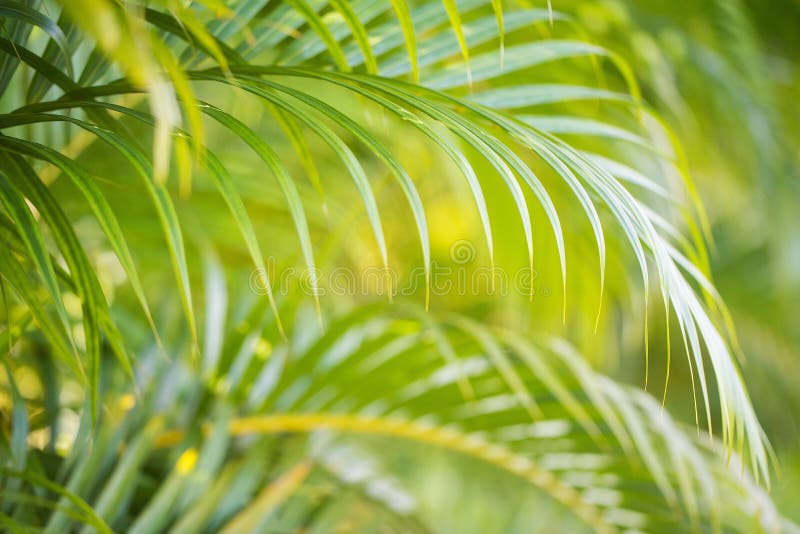 Palm Tree frond stock image. Image of foliage, vacation - 103621461