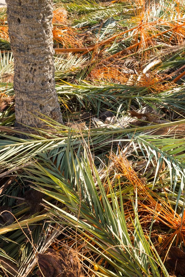 Palm tree fronds stock photo. Image of vegetation, trunk - 50270120
