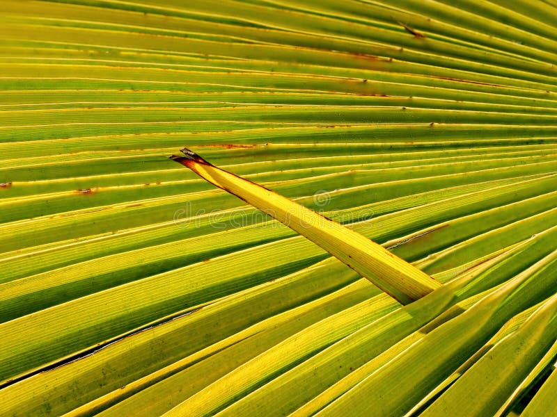 Palm tree fronds stock photo. Image of foliage, nature - 177549430