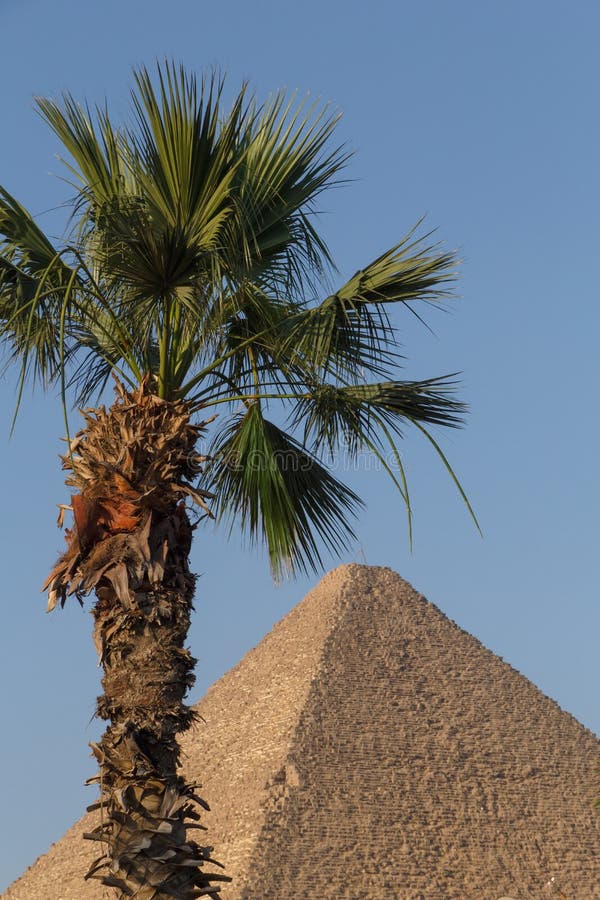 Palm Tree in Front of Great Pyramid Stock Photo - Image of tree, khufu ...