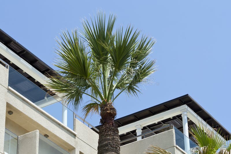 Palm Tree in Front of House and Blue Sky Stock Image - Image of ...