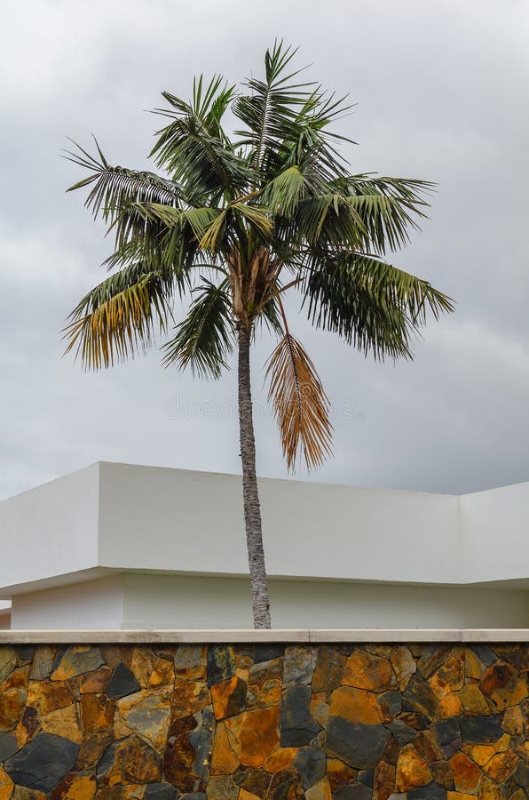 Palm Tree in Front of a Modern Building with Stone Wall Stock Photo ...