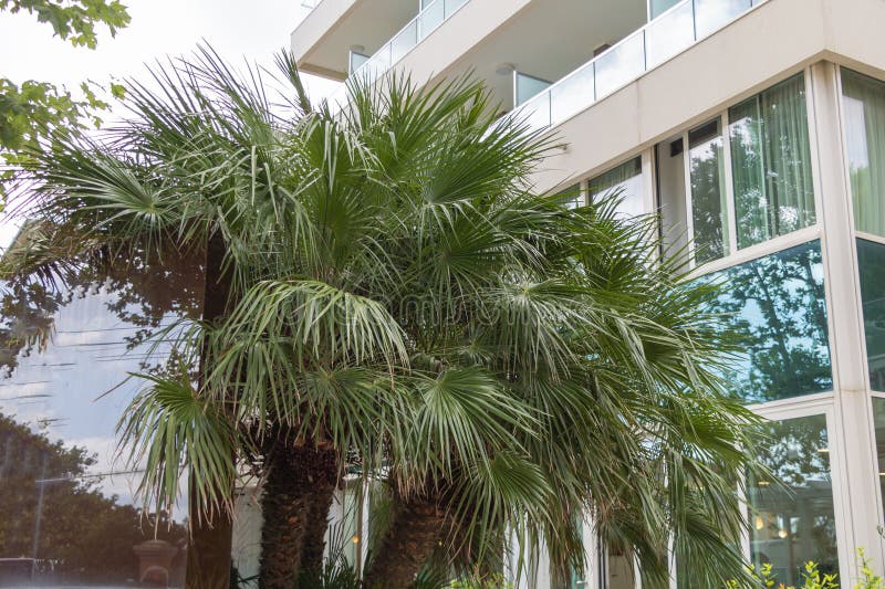 Palm Tree in Front of a Modern Office Building with Large Windows Stock ...