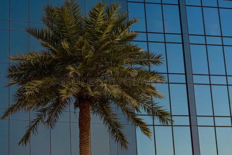 Palm Tree in Front of Modern Office Building Windows Stock Photo ...
