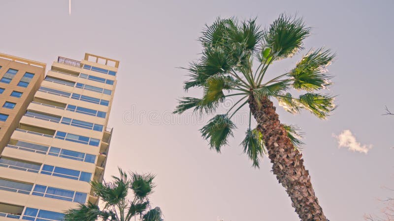 A Palm Tree Standing Tall in Front of a Modern Skyscraper Stock Footage ...